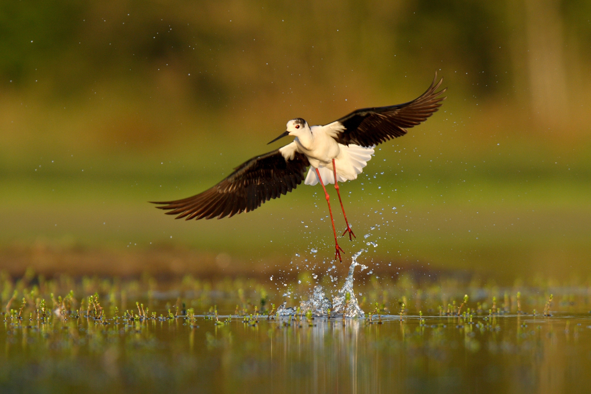 Observez les oiseaux- Parc naturel régional du Marais poitevin
