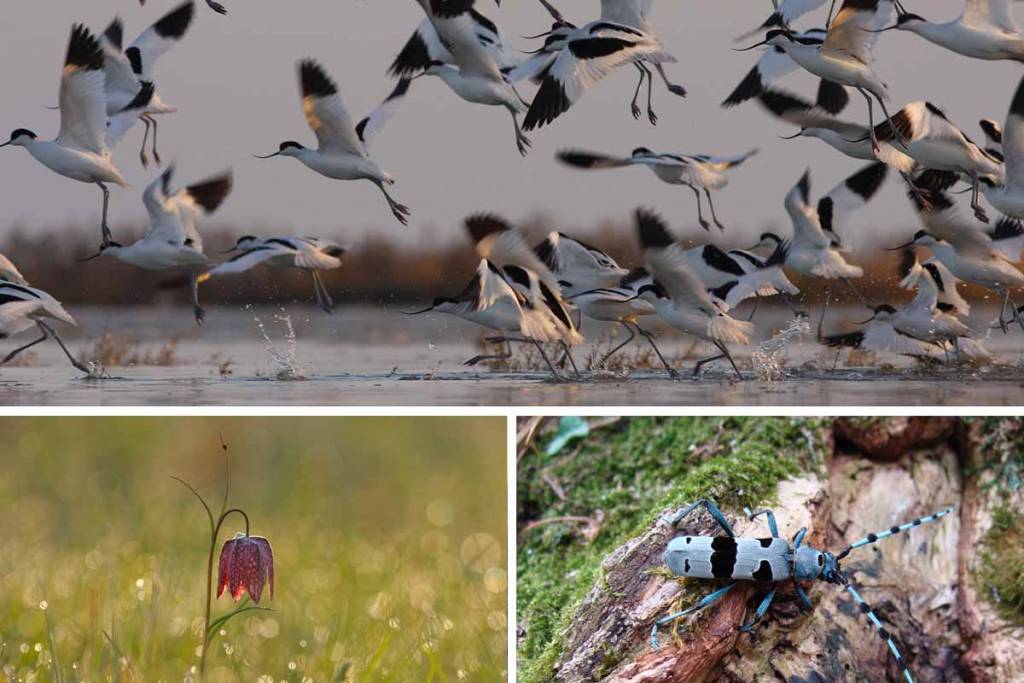 Où se trouve le Marais poitevin ? - Parc naturel régional du Marais ...