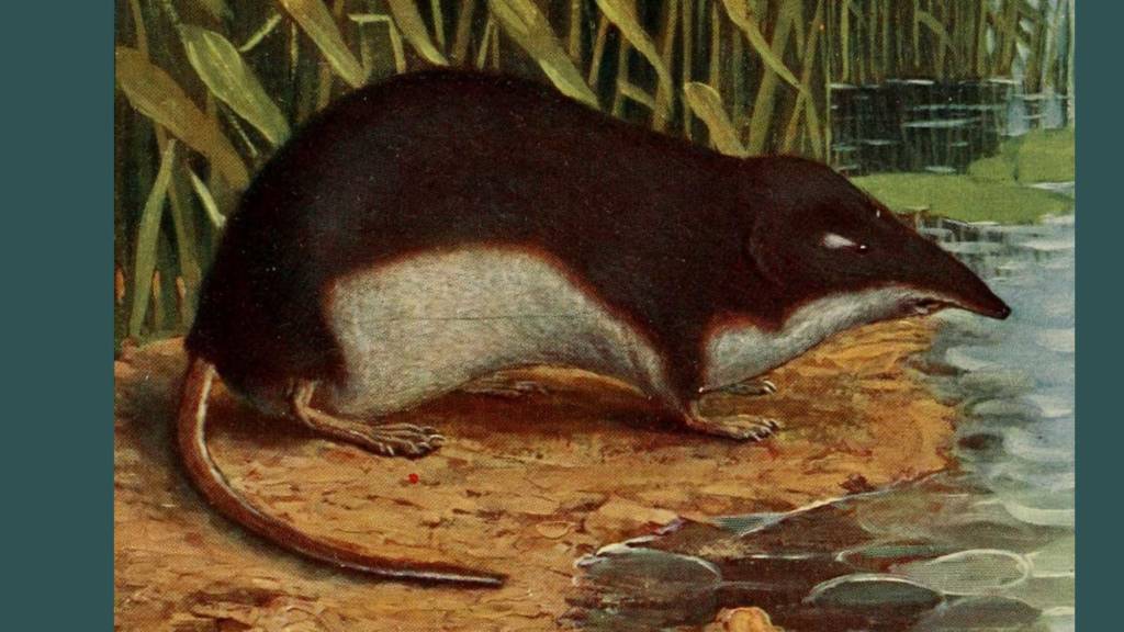 La Musaraigne Aquatique dans le Marais Poitevin